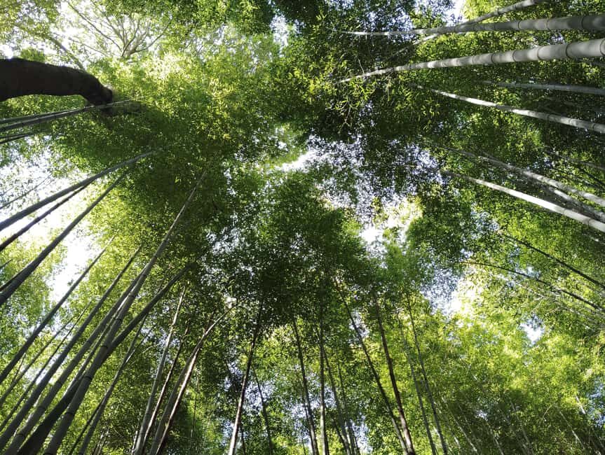 Kyoto: Serene Morning Walk in Arashiyama Bamboo Grove - Exploring the Bamboo Grove and Its Surroundings