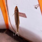 Lake Nukabira Smelt Fishing Private Tour - The Joy of Catching and Tasting Your Fish