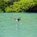 Langkawi Half Day Island Hoping Tour- Sharing basis - Authentic Experiences and Practical Tips