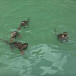 Langkawi: Mangrove Boat Tour w/ Batik Painting & Local Food - Analyzing the Value