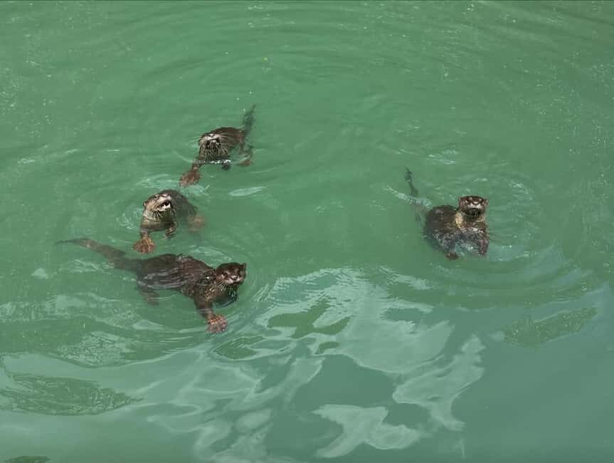 Langkawi: Mangrove Boat Tour w/ Batik Painting & Local Food - Analyzing the Value