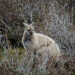 Launceston: 2-Day Overnight Cradle Mt & Wineglass Bay Tour - What Makes This Tour Stand Out?