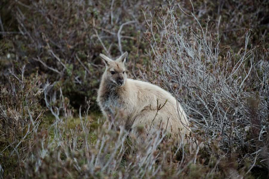 Launceston: 2-Day Overnight Cradle Mt & Wineglass Bay Tour - What Makes This Tour Stand Out?
