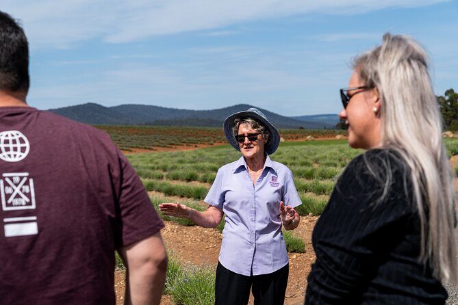 Lavender Farm - Bridestowe Festival of Flowers - What Makes This Tour Stand Out?