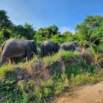 Living Green Elephant Sanctuary Experience near Bangkok & Pattaya - Trek to the Mountaintop Viewpoint