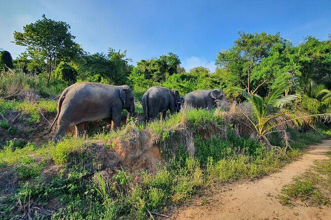 Living Green Elephant Sanctuary Experience near Bangkok & Pattaya - Trek to the Mountaintop Viewpoint