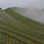 Longji Dazhai Rice Terraces Day Tour Cable Car Adventure - Things to Keep in Mind