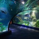 Lotte World Aquarium Hanoi Admission Ticket - Final Thoughts