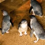 Luxury Phillip Island Tour for Families & Explorers 10 Max - Analyzing the Value