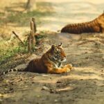 Madhya Pradesh: Kanha National Park Guided Safari Tour - Understanding the Tour Structure and Logistics