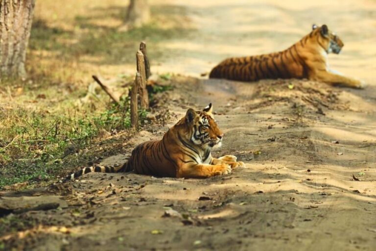 Madhya Pradesh: Kanha National Park Guided Safari Tour - Understanding the Tour Structure and Logistics