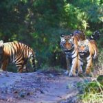 Madhya Pradesh: Satpura National Park Guided Jeep Safari - How the Tour Compares & Its Value