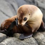 Maria Island 3 hours and 30 mins Scenic Cruise - What You Can Expect on Board