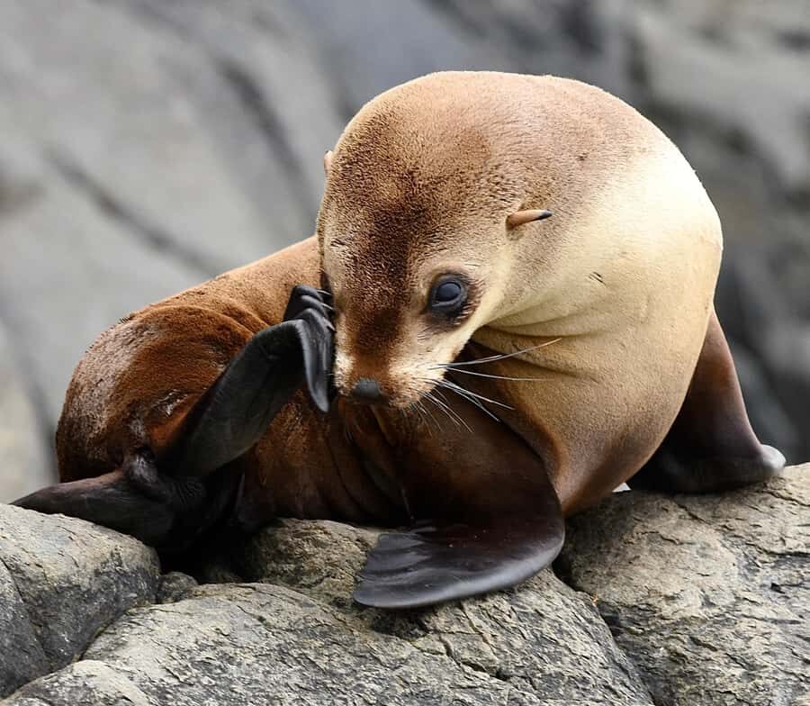 Maria Island 3 hours and 30 mins Scenic Cruise - What You Can Expect on Board