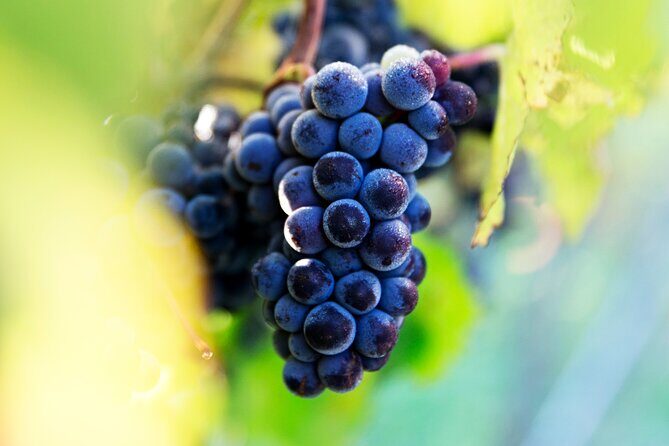 Marlborough Sheep Station Tour with Wine Tasting and Lunch - Practical Details and What It Means for You