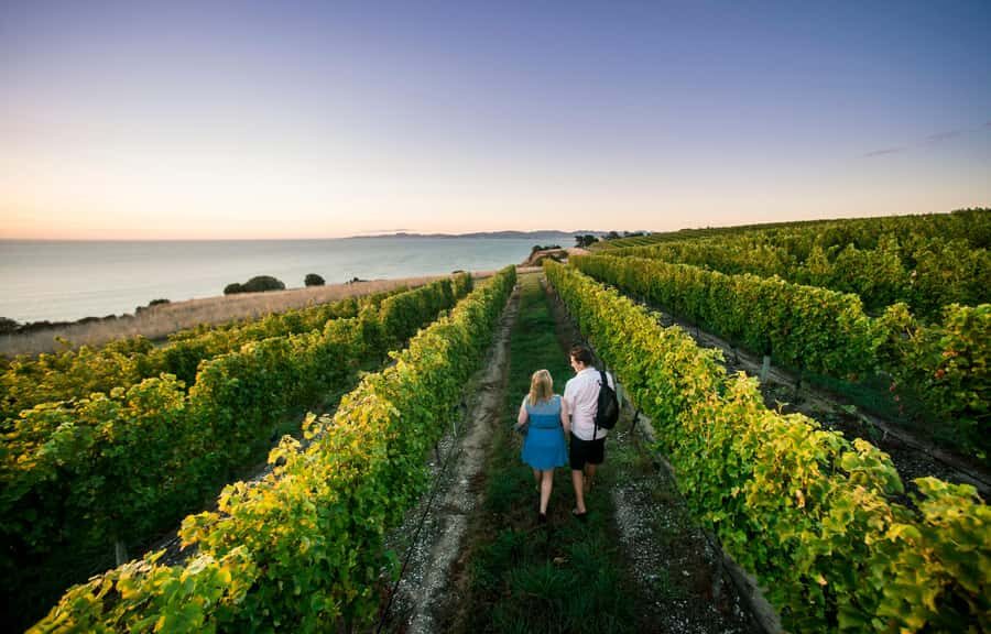 Marlborough Wine Tour: Including Cloudy Bay and Lunch - Who Will Love This Tour?