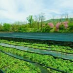 Matsumoto Everything: Castle, Miso, Wasabi, Wine & Ukiyo-e - Walking Through Wasabi Fields