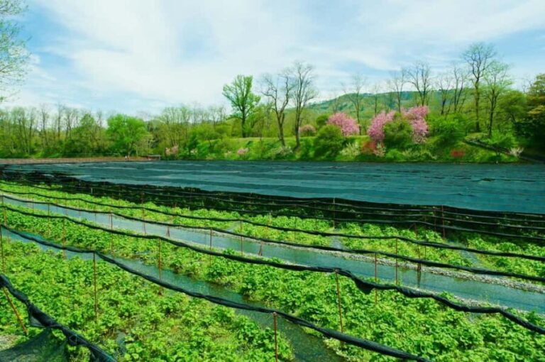 Matsumoto Everything: Castle, Miso, Wasabi, Wine & Ukiyo-e - Walking Through Wasabi Fields