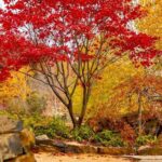 Mayfield Gardens Autumn Tour from Sydney with Echo Point Stop - Who Should Consider This Tour?