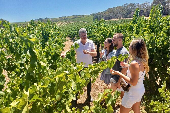 McLaren Vale Small Group Wine Tour inc d'Arenberg Cube & lunch - The Practical Side