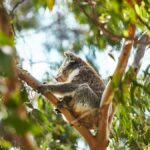 Melbourne: Phillip Island Private Trip, Penguin and Wildlife - A Balanced View of the Value