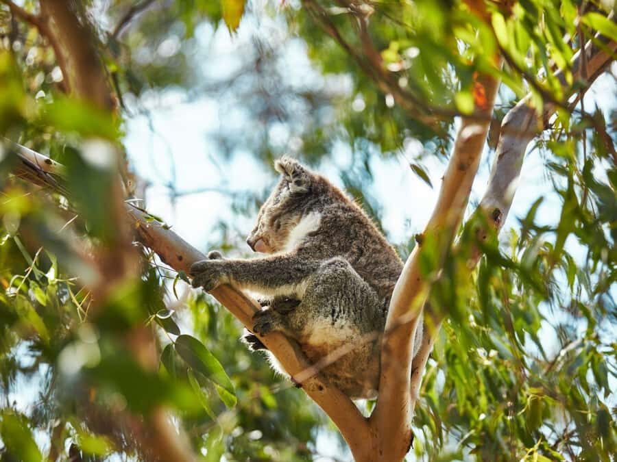 Melbourne: Phillip Island Private Trip, Penguin and Wildlife - A Balanced View of the Value