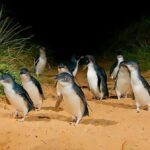 Melbourne: Phillip Island Tour w/ Hop-on Bus or Seal Cruise - Why Travelers Love This Tour