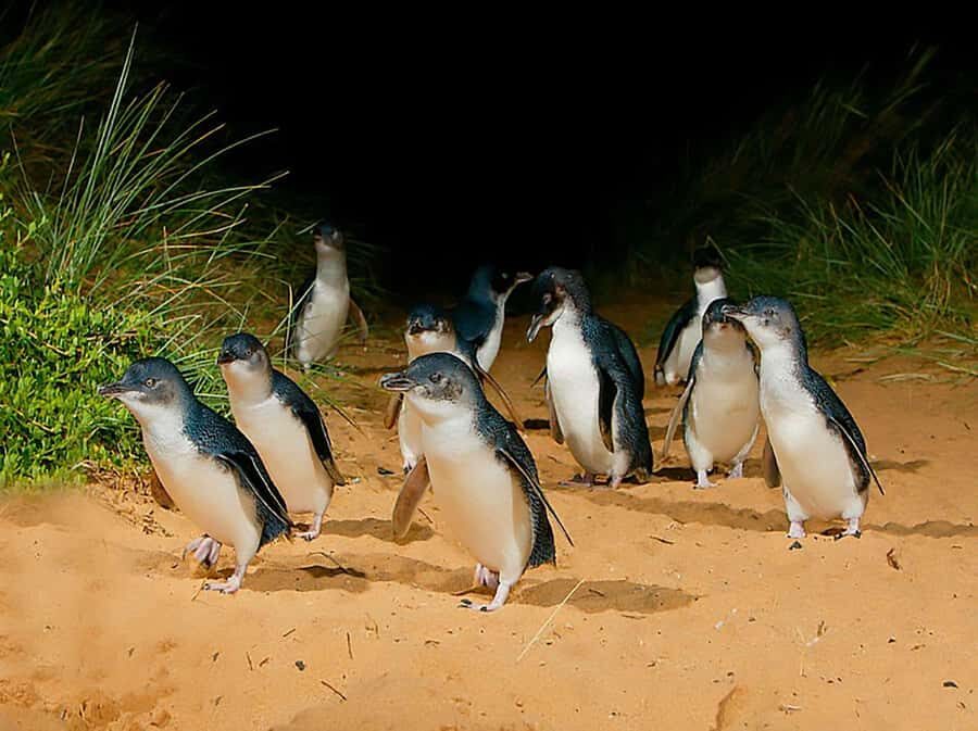 Melbourne: Phillip Island Tour w/ Hop-on Bus or Seal Cruise - Why Travelers Love This Tour