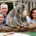 Melbourne: Puffing Billy Train Wildlife Zoo Private Tour - Why Choose This Tour? Highlights and Practicalities