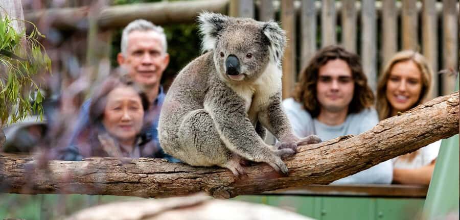 Melbourne: Puffing Billy Train Wildlife Zoo Private Tour - Why Choose This Tour? Highlights and Practicalities