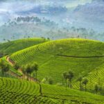 Memorable, Munnar Hill Station Tour (02 Nights / 03 Days) - An In-Depth Look at the Munnar Hill Station Experience