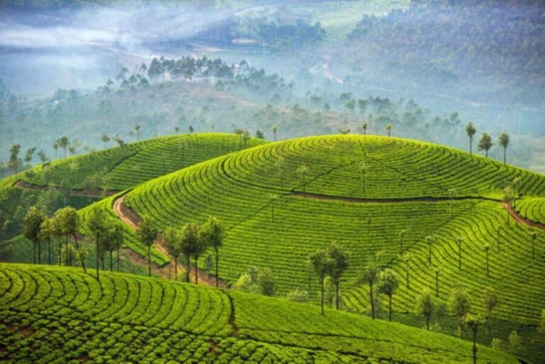 Memorable, Munnar Hill Station Tour (02 Nights / 03 Days) - An In-Depth Look at the Munnar Hill Station Experience
