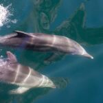 Milford Sound: Discover More on Our Longest Cruise - The Experience in Detail