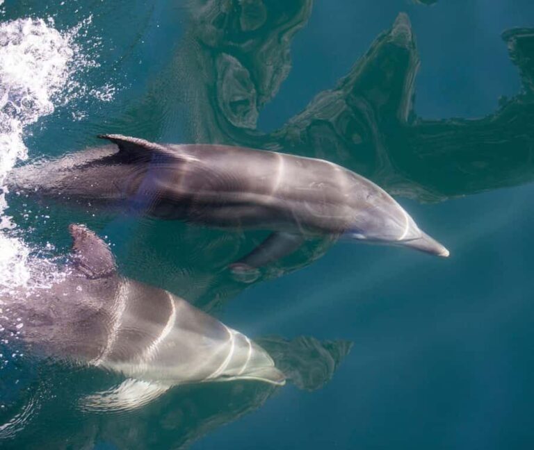Milford Sound: Discover More on Our Longest Cruise - The Experience in Detail