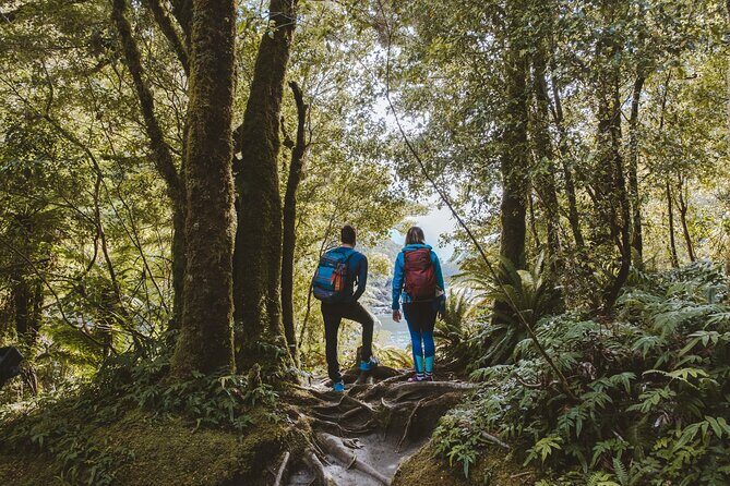 Milford Sound Nature Cruise and Self-Guided Scenic Track Walk - Analyzing the Value