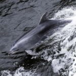 Milford Sound: Wildlife & Nature Cruises - Practicalities and Tips