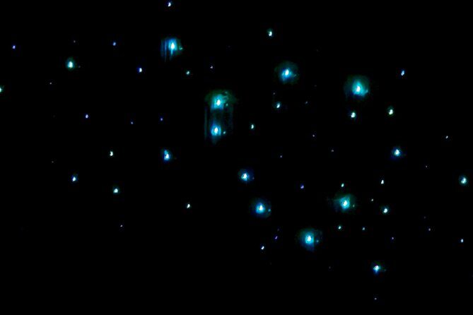 Milkyway Glowworm Cave Tour from Auckland Port - Practical Tips