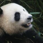 Mini Group: Half-Day Chengdu Pandas Guided Tour - What Makes This Tour Stand Out