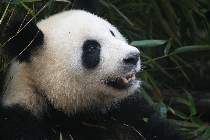 Mini Group: Half-Day Chengdu Pandas Guided Tour - What Makes This Tour Stand Out