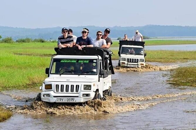 Minneriya National Park halfday Safari - The Experience: What Makes it Special