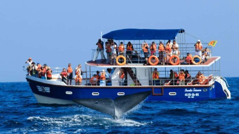 Mirissa: Whale & Dolphin Watching Trip with Private Transfer - Why Travelers Love This Tour
