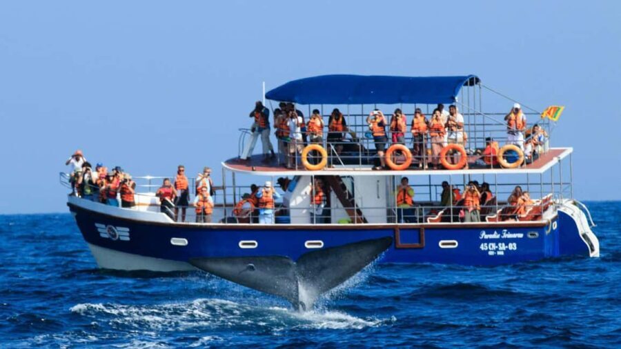 Mirissa: Whale & Dolphin Watching Trip with Private Transfer - Why Travelers Love This Tour