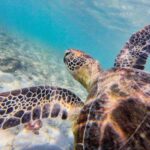 Mission Beach: Explore Dunk Island Day Tour - The Sum Up