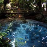 Mitai Maori Village,Waiotapu Thermal Wonderland& Redwood Treewalk - Transportation, Timing & Group Size