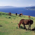 Miyazaki Private Tour by Car - Who Will Love This Tour?