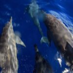 Mooloolaba: Adventure Rafting Turtle Tour - Who Should Consider This Tour?