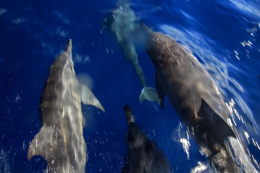 Mooloolaba: Adventure Rafting Turtle Tour - Who Should Consider This Tour?