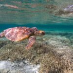 Mooloolaba: Turtle Snorkel & Swim at Mudjimba Island - Who Should Consider This Tour?