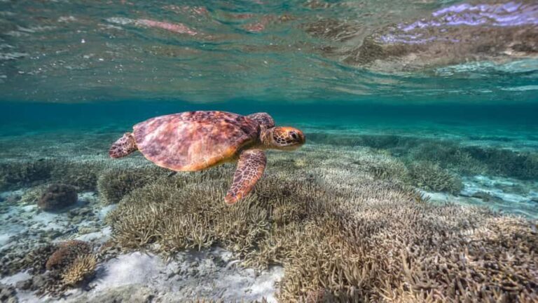Mooloolaba: Turtle Snorkel & Swim at Mudjimba Island - Who Should Consider This Tour?