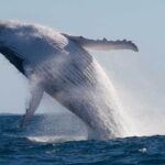 Mooloolaba Whale Watching  Small Group Tour - FAQs